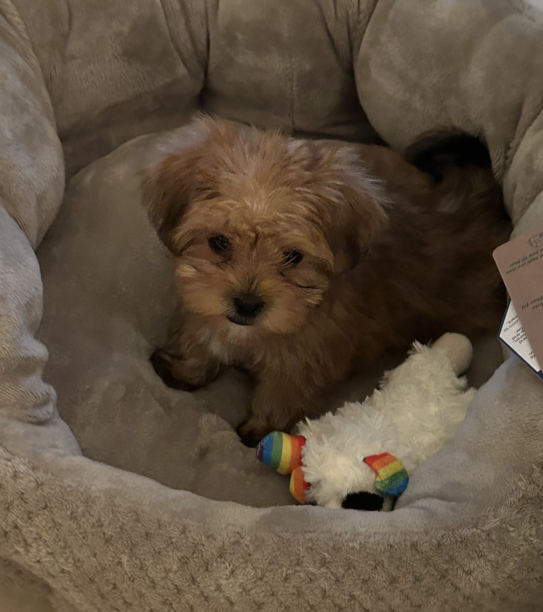 Furry Trails Pet Transport | Fast & Reliable Puppy Delivery